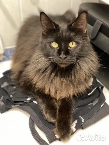 Кошка Тучка