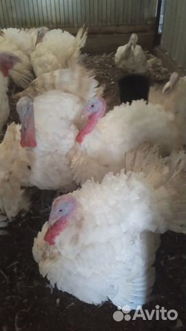 Индюки (самцы)