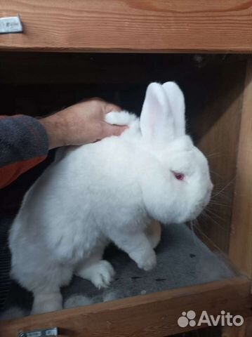 Крол Новозеландец