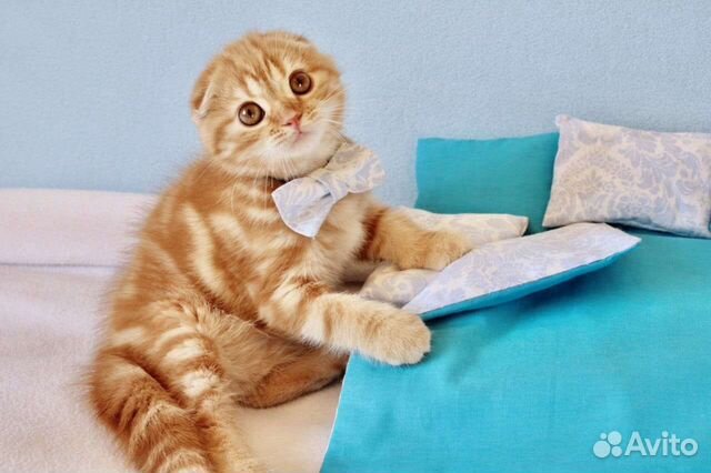 Породистый котенок в редком окрасе