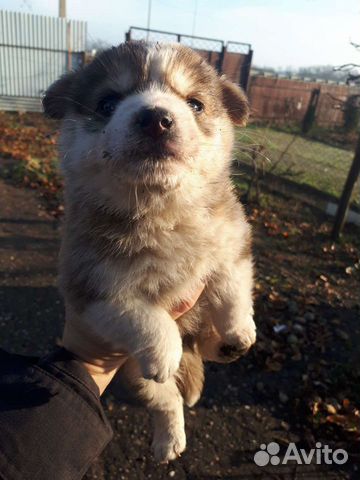 Собака в добрые руки щенок