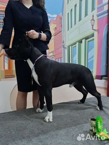 Амстафф вязка