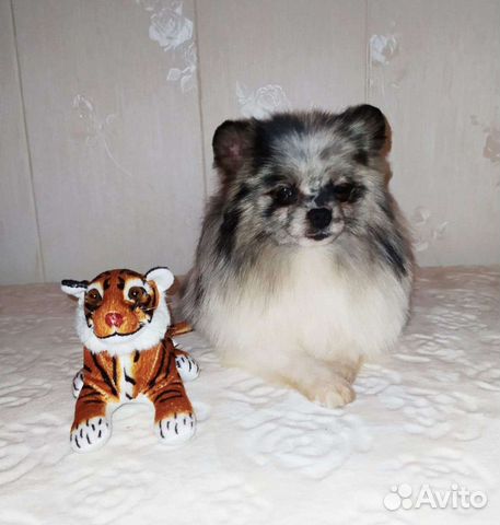 Шпицулька мальчишка