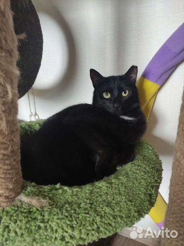 Кошка в дар