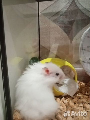 Продам хомячка мальчика