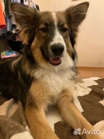 Колли, овчарка помесь