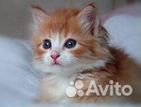 Котенок рыжий