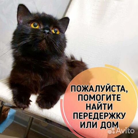 Кошечка фенотип персидской нужна передержка