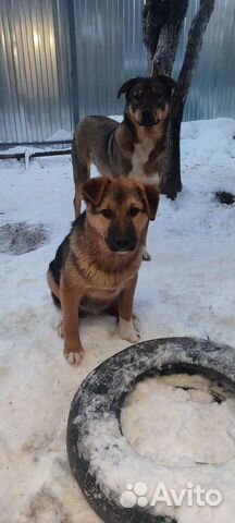Щенок мальчик 5 мес