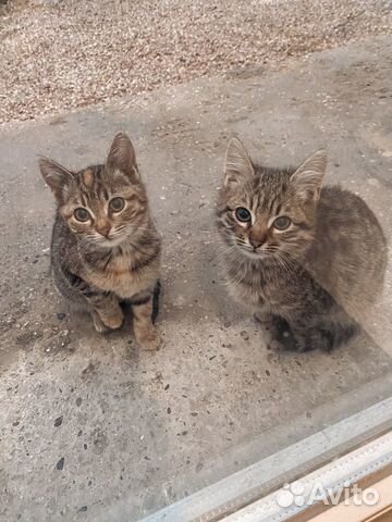 Котята
