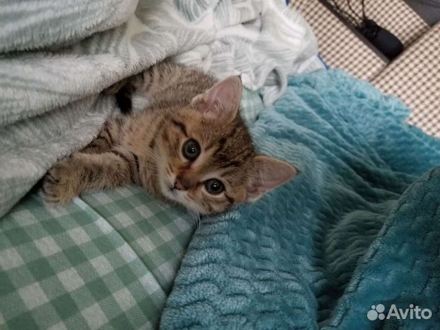 Котенок 2-2,5 месяца