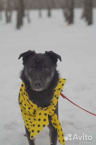 Маленькая собачка замерзает по ночам