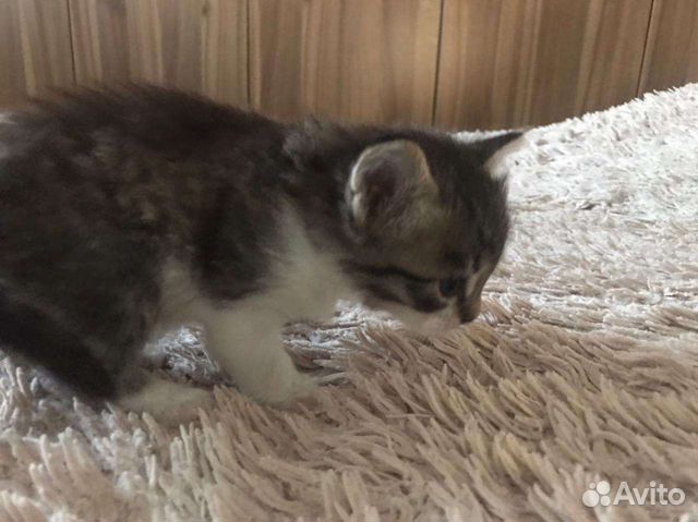 Котята в добрые руки,чистые дворяне