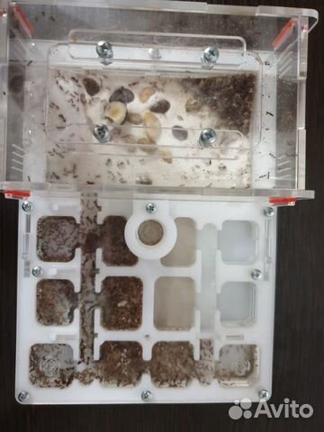 Pheidole yeensis в формикарии