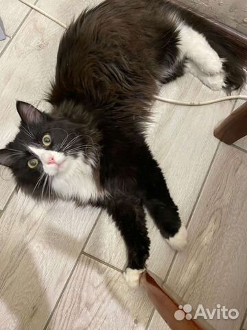 Кот Феликс в дар. Доставка