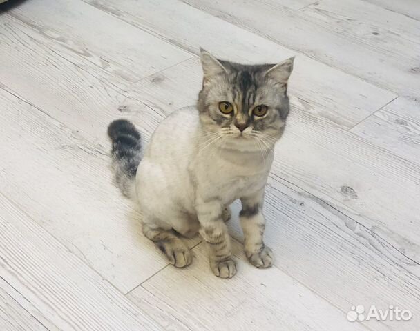 Отдам в дар кошечку, в добрые руки