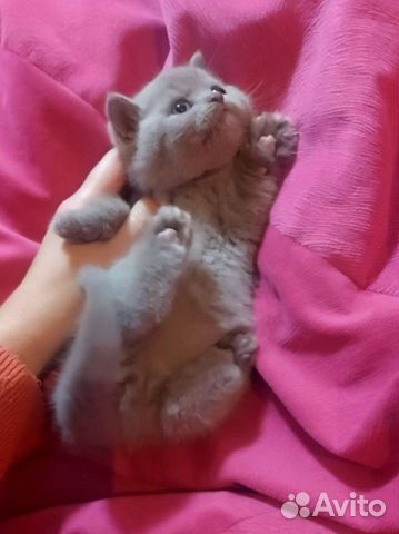 Шотландский котёнок