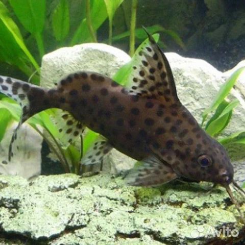 Синодонтис перевертыш