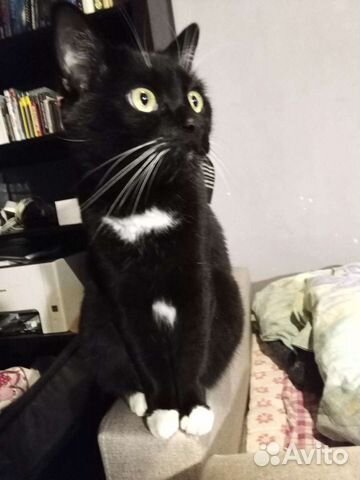Кошка в дар