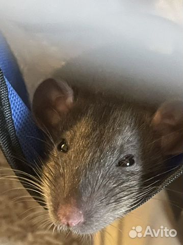 Крыса пасюк домашняя (дев) 2 мес
