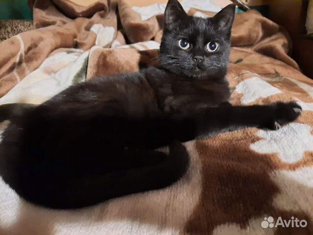 Кошечка 4 мес