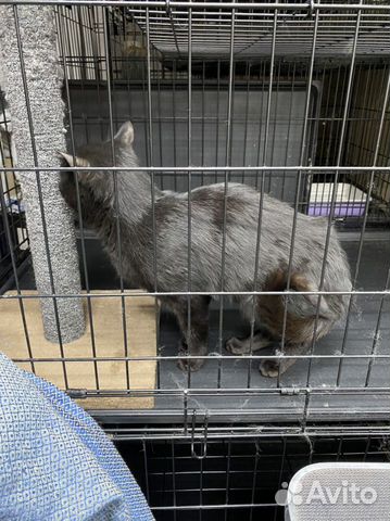 Котик в добрые руки