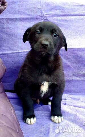 Малыши-крепыши в добрые руки