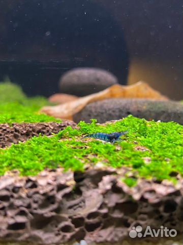 Креветка (Neocaridina heteropoda BlueDream)
