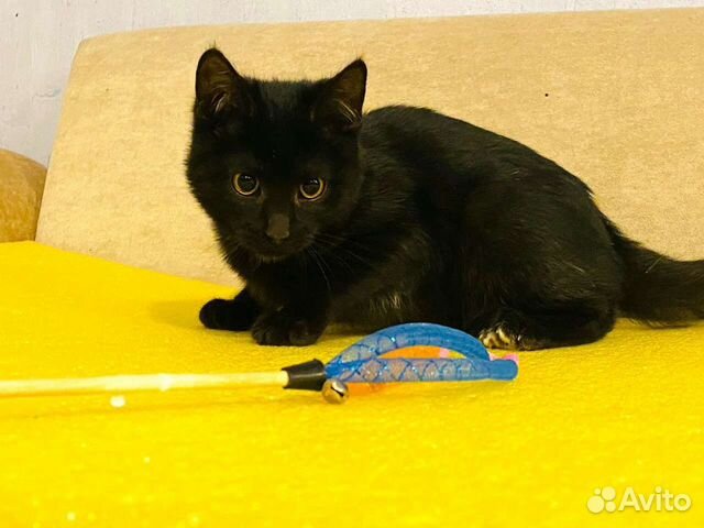 Котик-инвалид тоже имеет право на семью