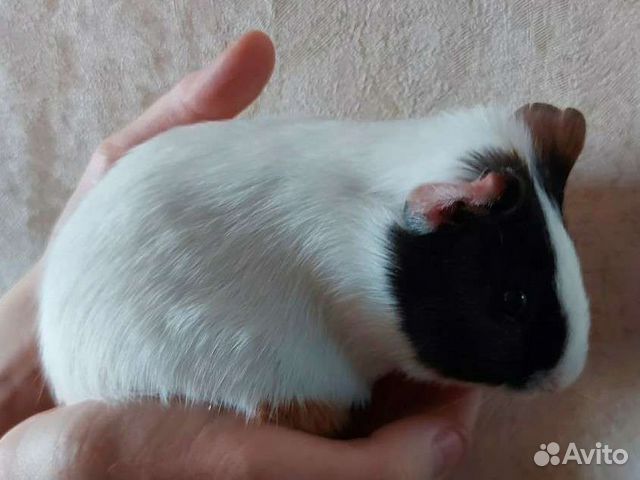 Морские свинки, 3 месяца