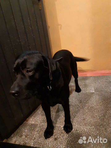 Лабрадор потеряшка