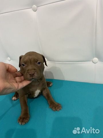 Американский питбультерьер щенки