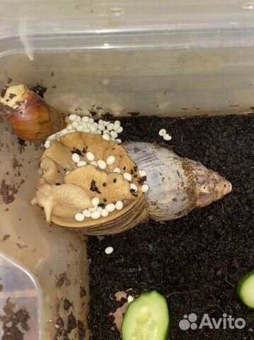 Яйца улиток. Ахатины
