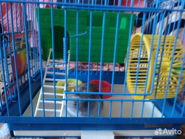 Хомяк с клеткой