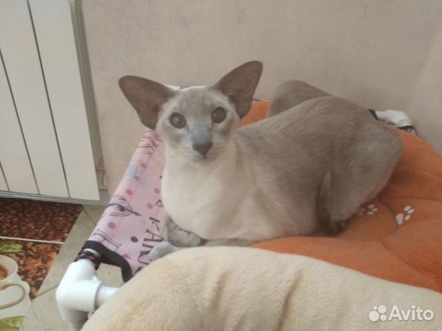 Ориентальная кошка