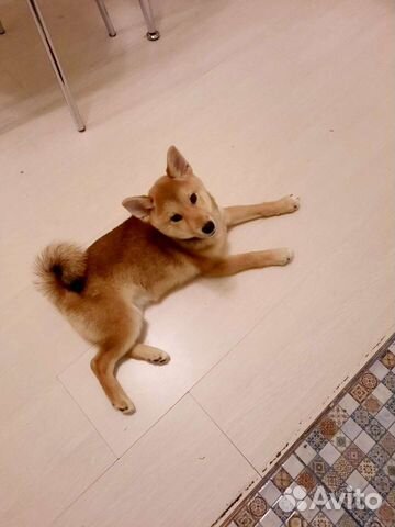 Шиба сиба ину
