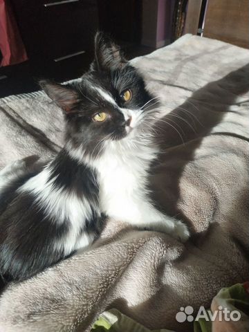 Пушистый котенок в хорошие руки, 2мес