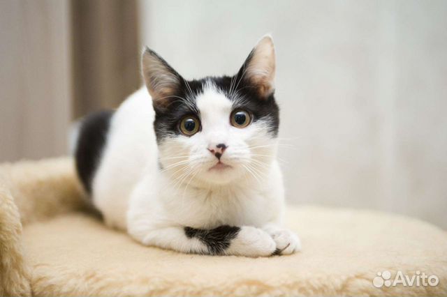 Отдам котенка