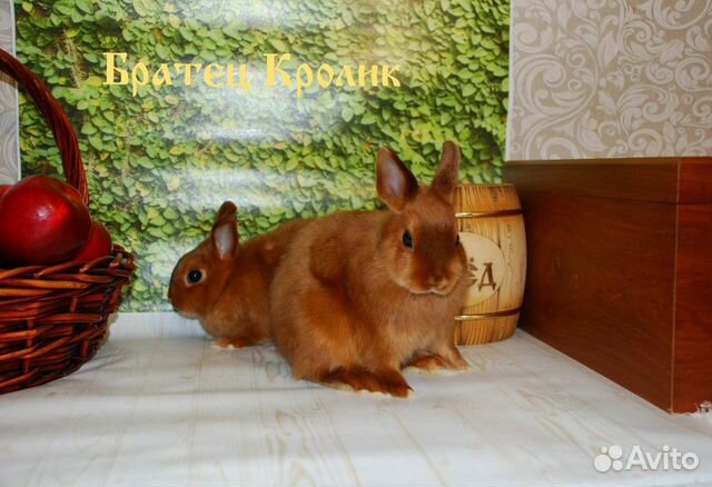 Карликовые сатиновые кролики