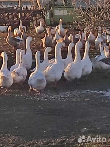 Гуси