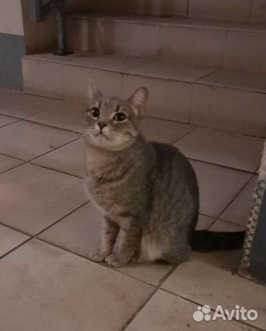 Кошечка в добрые руки