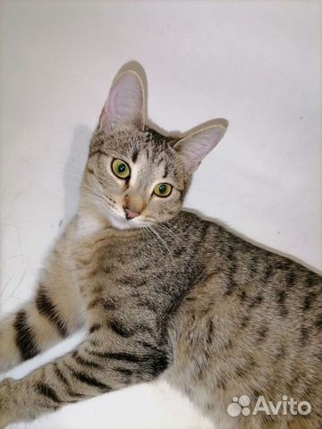 Кошка в дар