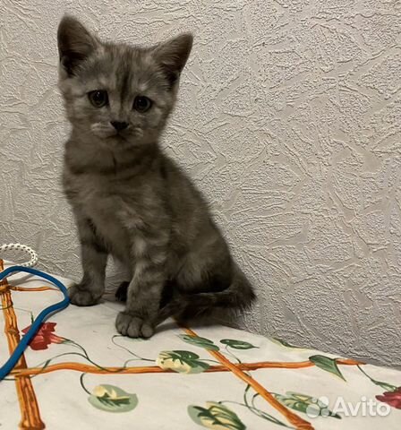 Шотландский котёнок
