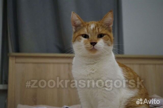 Кошка в дар