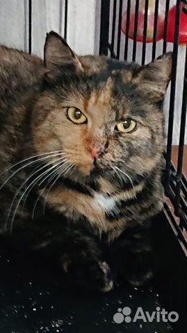 Котечка(читайте историю)