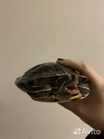 Красноухая черепаха бесплатно