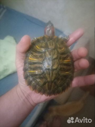 Красноухая черепаха