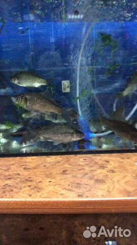 Живец карась