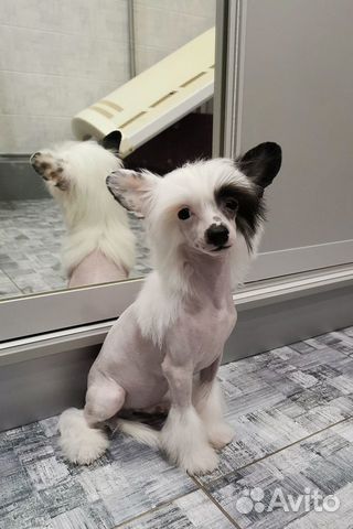 Малыш Снупи