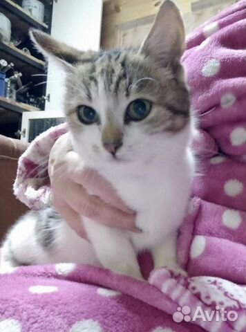 Котенок трёхцветный мальчик в добрые руки